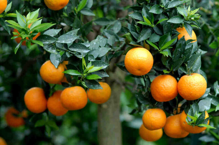 Bigaradiera, le fruit méconnu aux multiples bienfaits